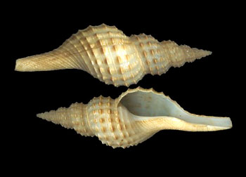 蛾螺总科 Buccinacea 蓝色动物学（中国动物学科普）